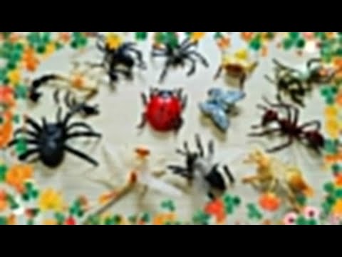 Insect and Bug Toys - Mainan Serangga (Eng-Ind) - YouTube