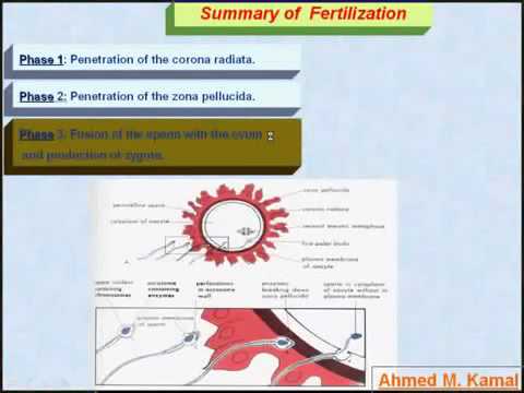 13 General Embryology Summary of Fertilization - YouTube