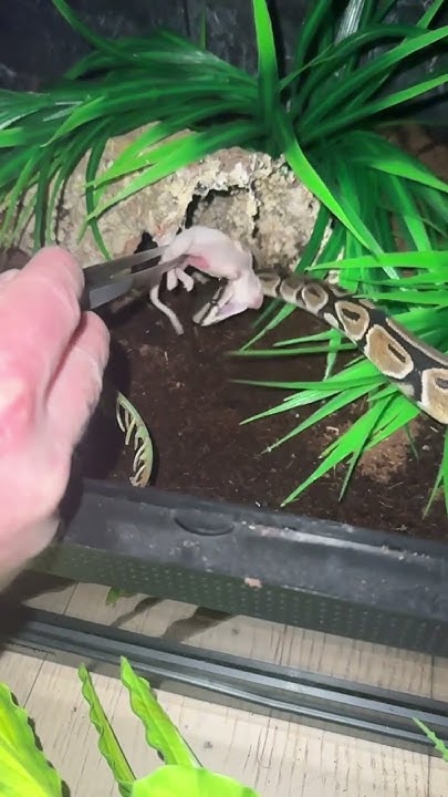 Ball python grabbing prey - YouTube