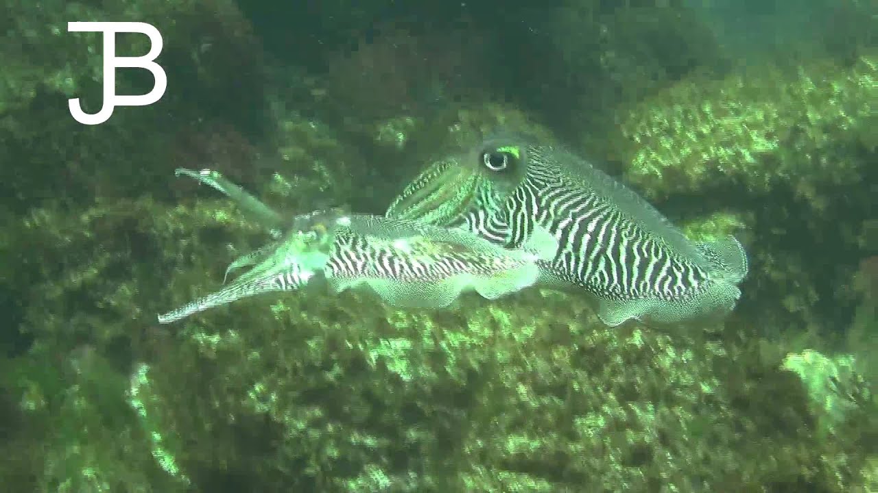 Especies Marinhas: Choco (Sepia Officinalis) by JBDigit - YouTube