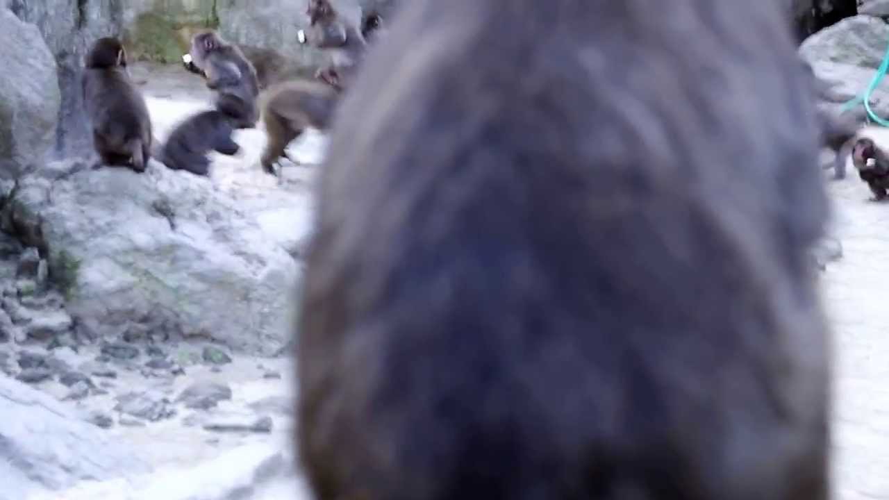 Monkeys run on two legs! (Japanese macaque @ Takasakiyama); 高崎山のサル ...