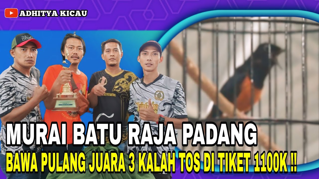 Murai Batu RAJA PADANG Bawa Pulang Juara 3 Kalah Tos Di Tiket 1100 Di ...