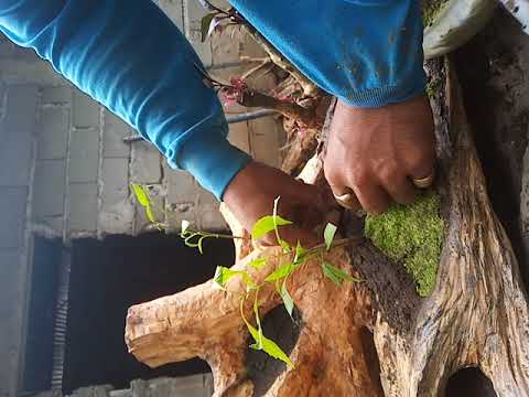 Bonsai planting rots of togas tree - YouTube