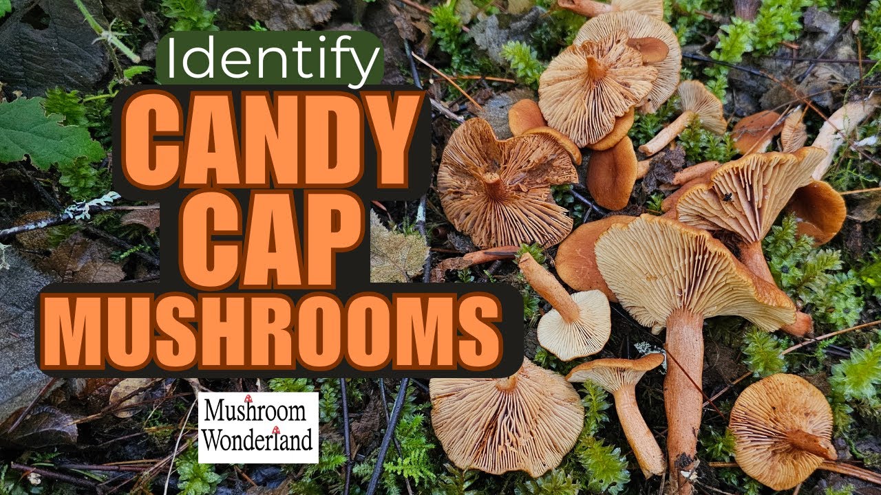 Candy Cap Mushroom Identification- Natures Candy - YouTube