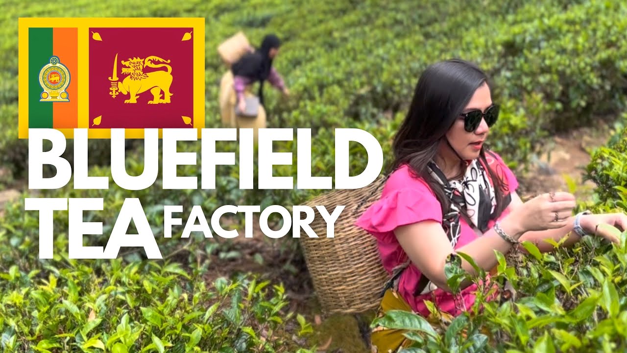 🇱🇰 Visiting The Bluefield Tea Factory In Nuwara Eliya [4K] - YouTube