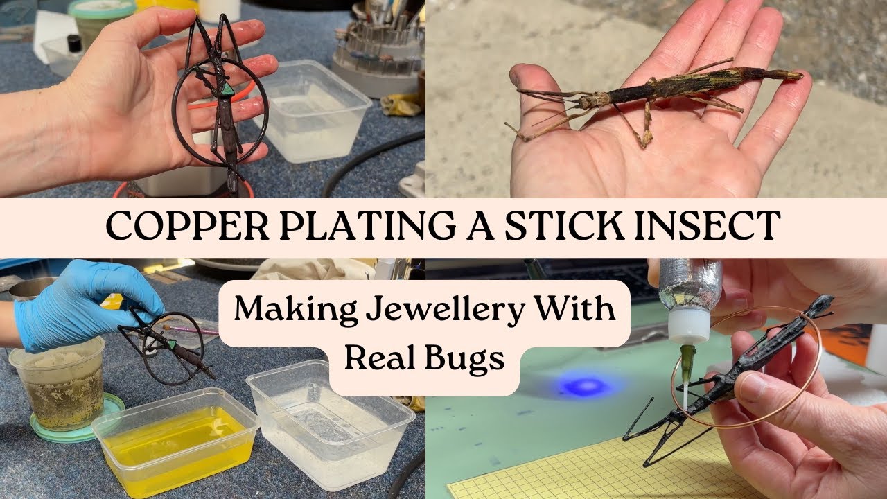 How I electroform a stick insect - Making bug jewellery using copper ...