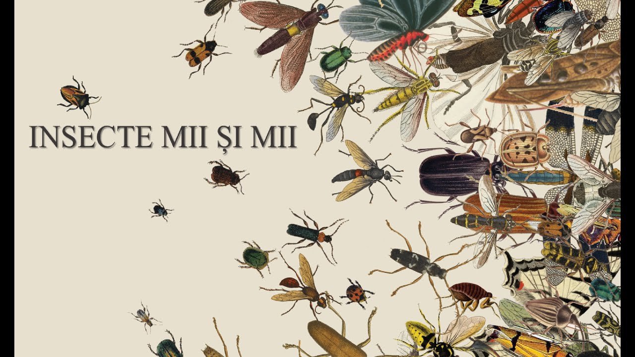 INSECTE MII ȘI MII | La Grădiniță - YouTube