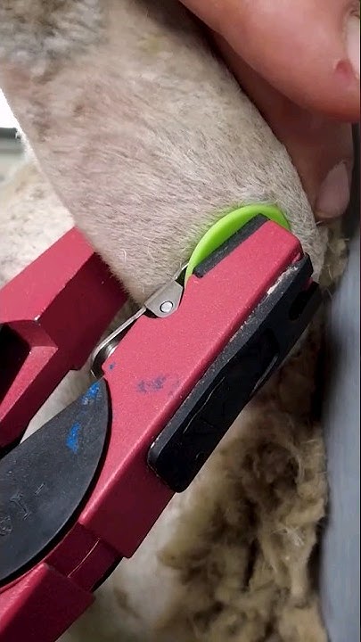 Биркование овец. Куда ставить бирку? #shots #фермерру #фермер # ...