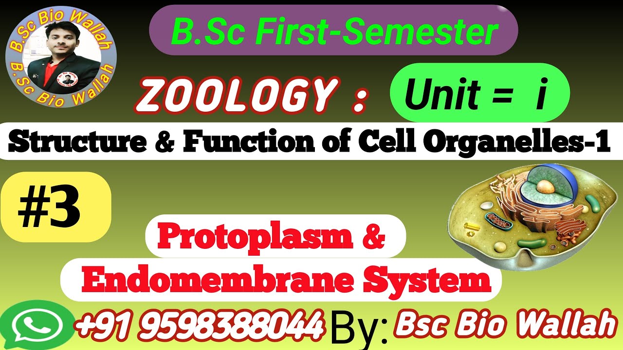 Protoplasm & Endomembrane System || Structure and function of Cell ...