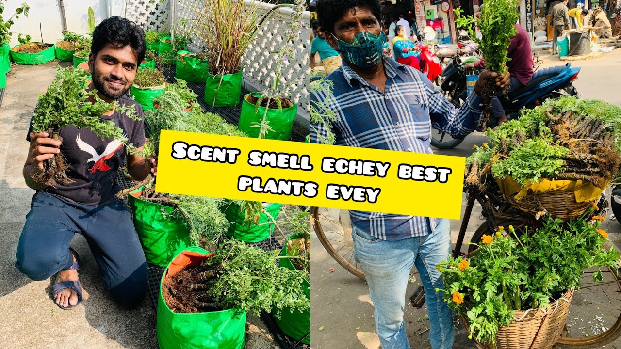 Indian scented plant Davanam Moram plant care #usa2indiagardening # ...