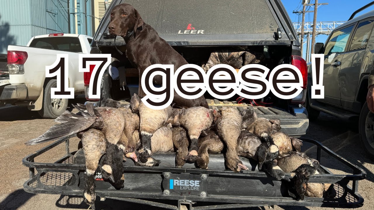 17 Geese, 2 Hunters, 1 Exhausted Dog | California Duck Hunting 2023 ...