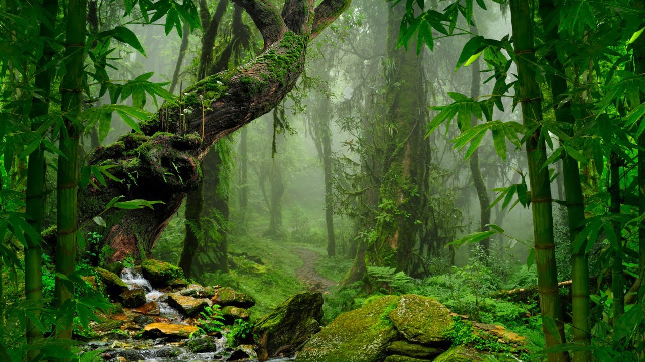Relax and Unwind with Stunning 4K Ultra HD Forest Footage and Soothing ...