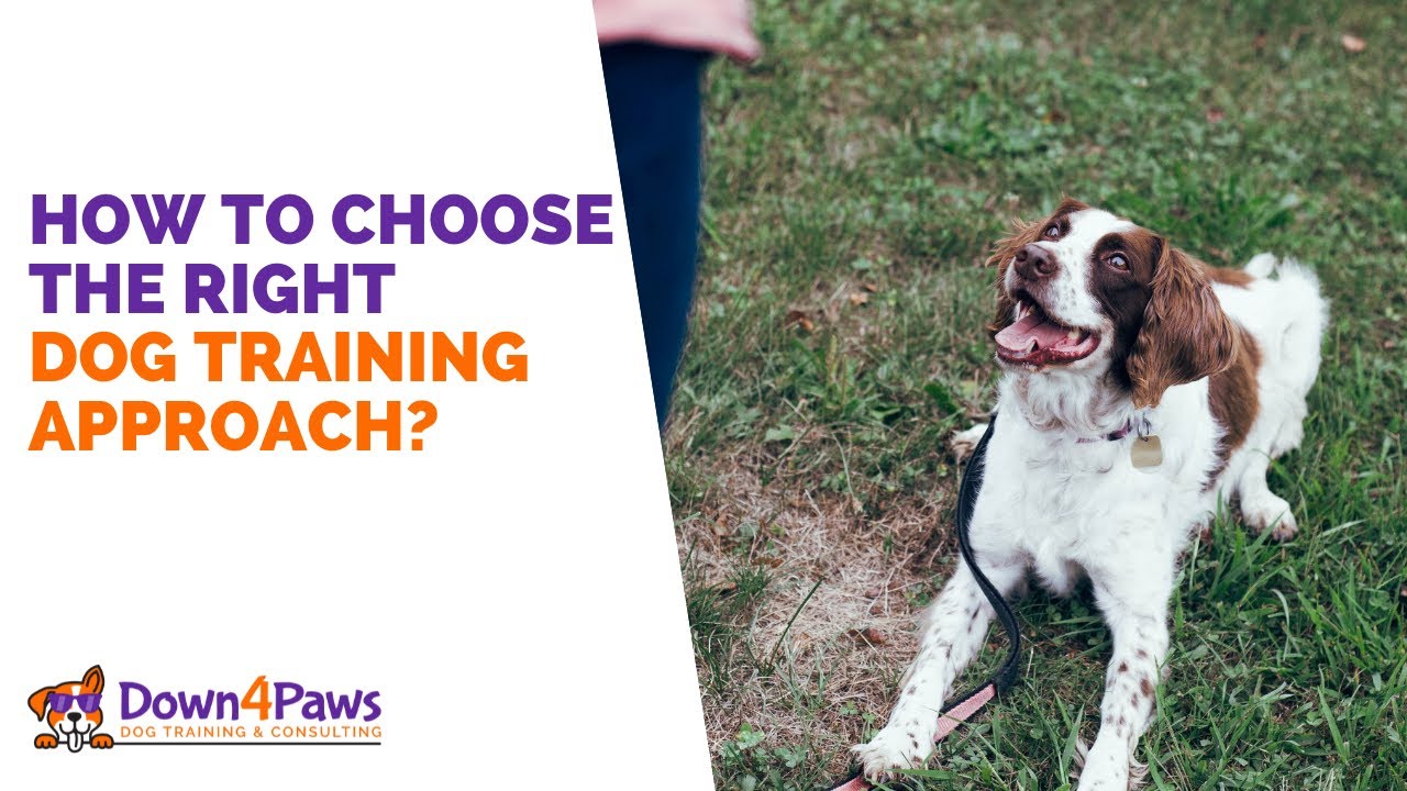 Discussing the different types of dog training - YouTube