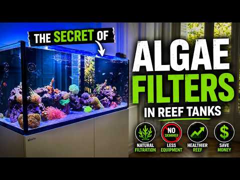 The Secret of ALGAE FILTERS in Reef Tanks