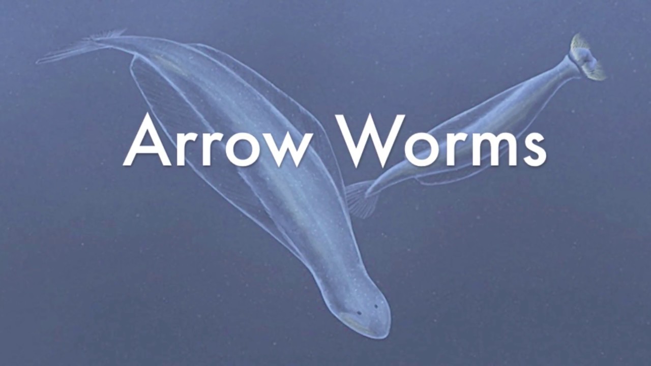 Arrow Worms