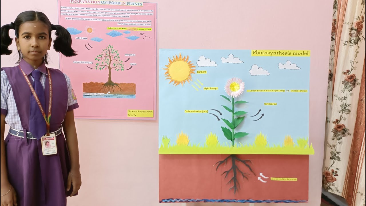 Photosynthesis in Plants || Science project || 3D model presentation ...