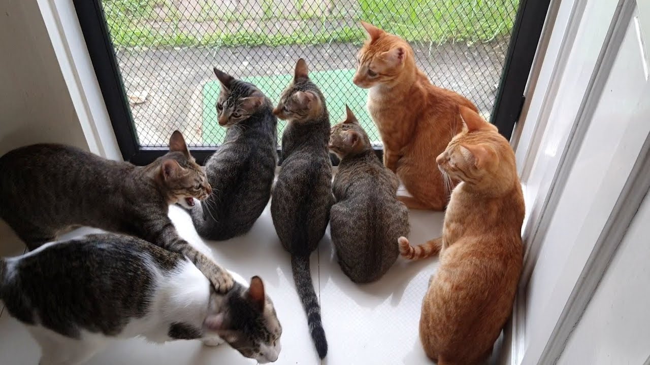 The Most Badass Cat! - YouTube