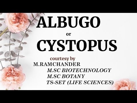 Albugo life cycle - YouTube