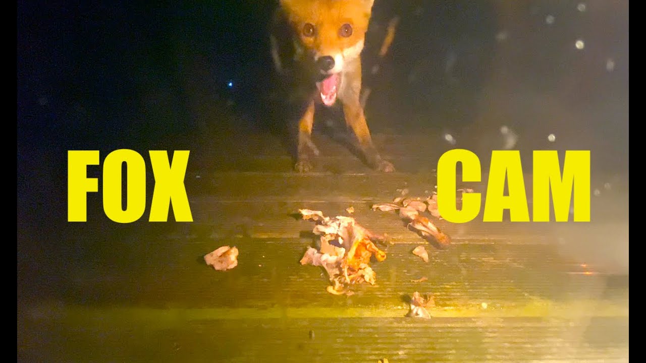 Fox cam - garden camera captues 2 squabbling hungry foxes eating ...