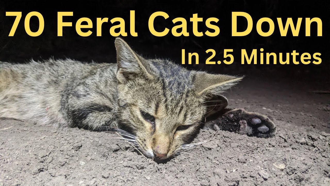 Saving thousands of Native Animals | 70 Cats Down In 2 1/2 Minutes ...