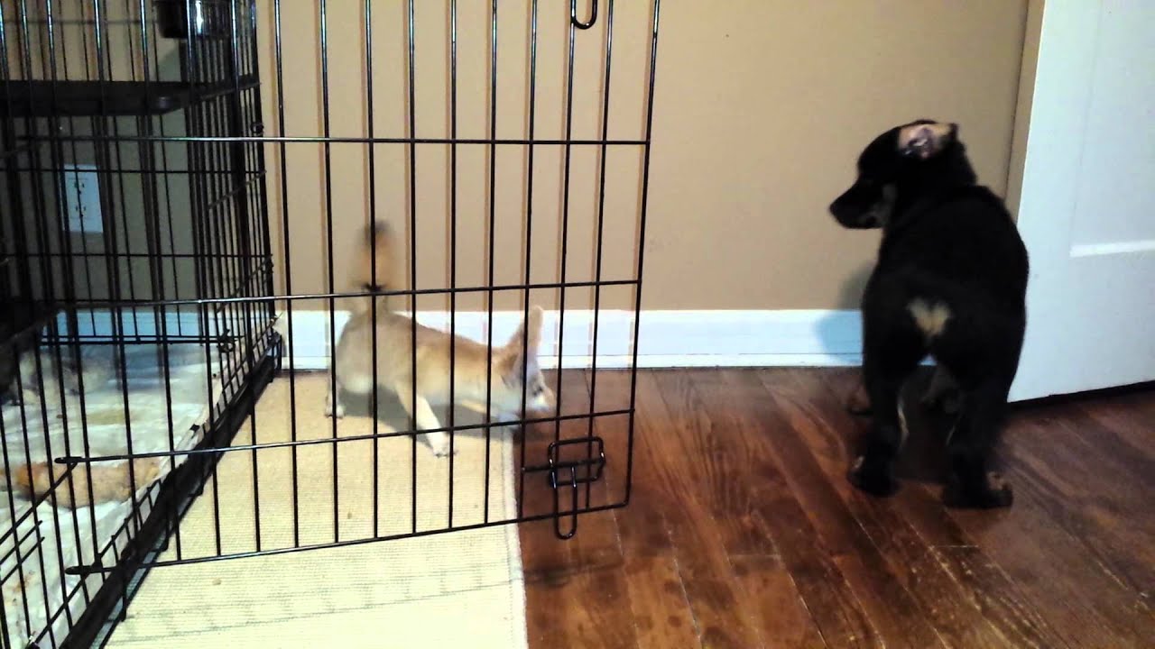 Fennec Fox vs Rottweiler Puppy - YouTube