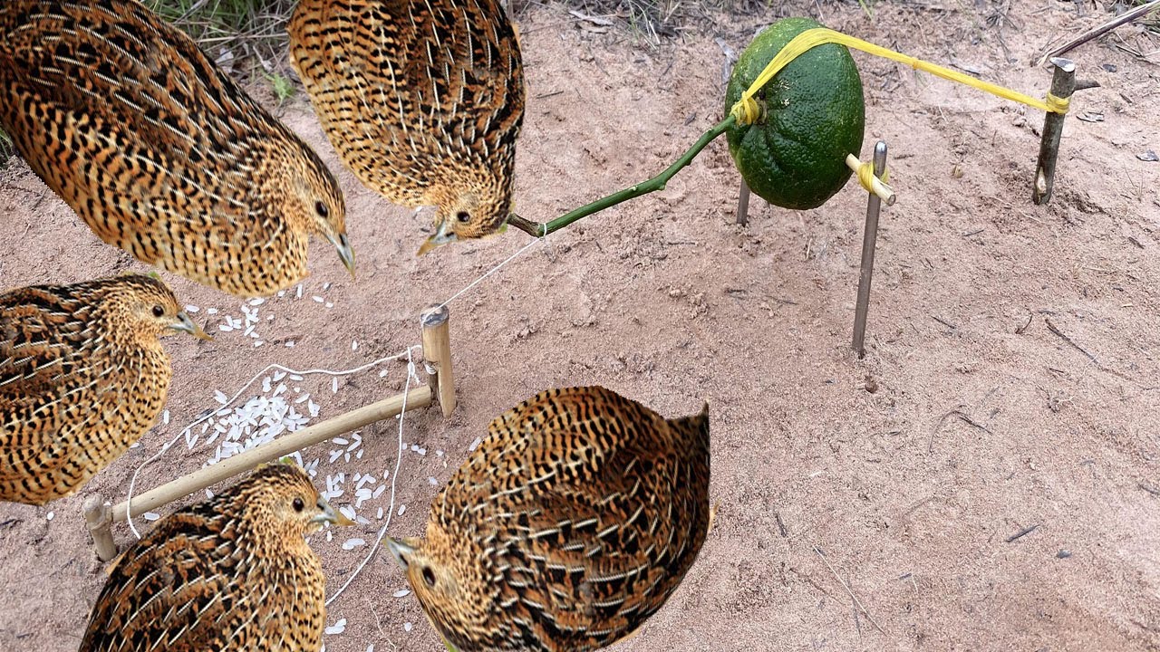 Easy Bird Trap Creative Quail Trap Using Orange YouTube Easy Bird Trap Creative Quail Trap Using Orange YouTube