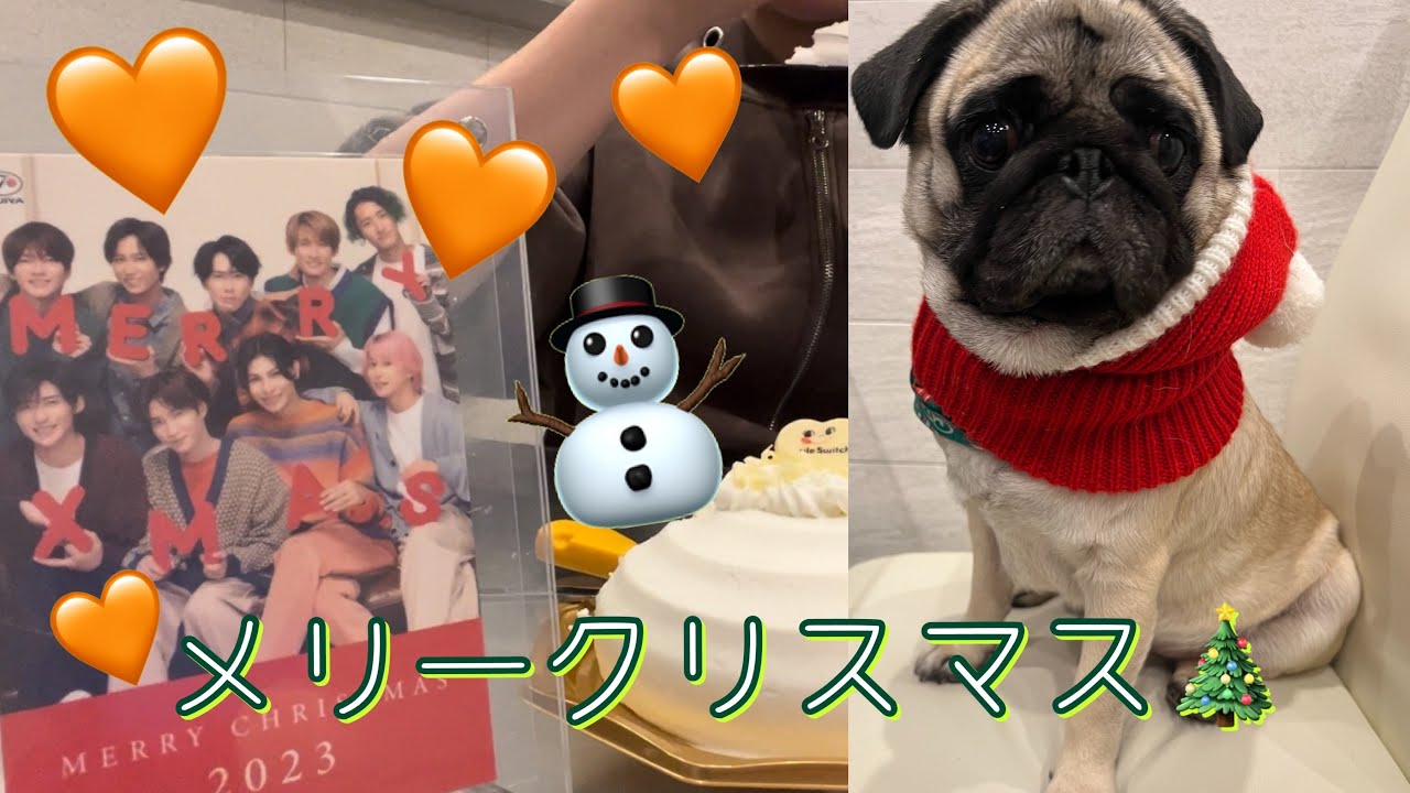 【パグのいる生活】愛犬と過ごすクリスマス｜SnowManのクリスマスケーキ【pug】 - YouTube