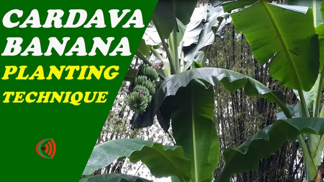 HOW TO PLANT CARDAVA BANANA MANUALLY WITHOUT TOUCHING THE SOIL ...