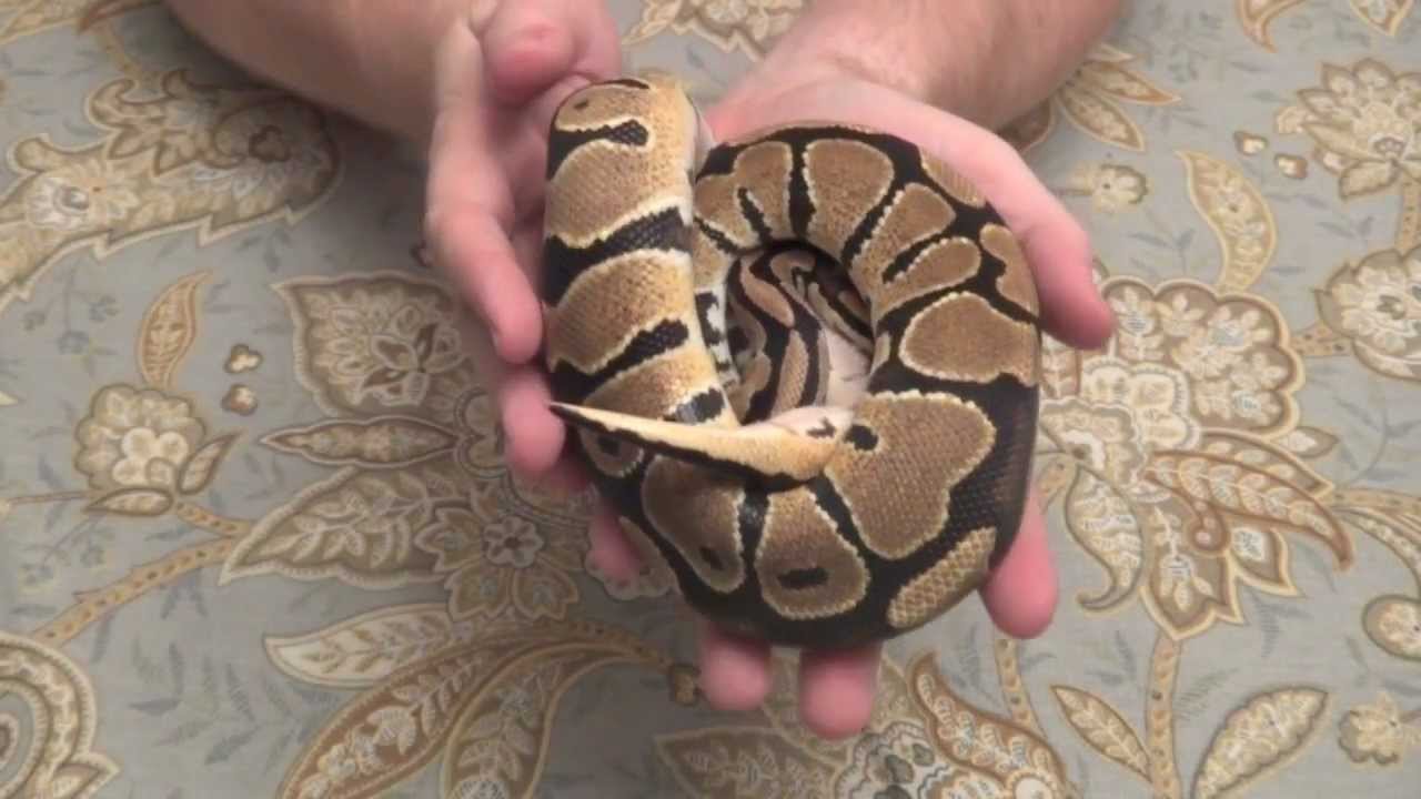 Specter Ball Python Unboxing - YouTube