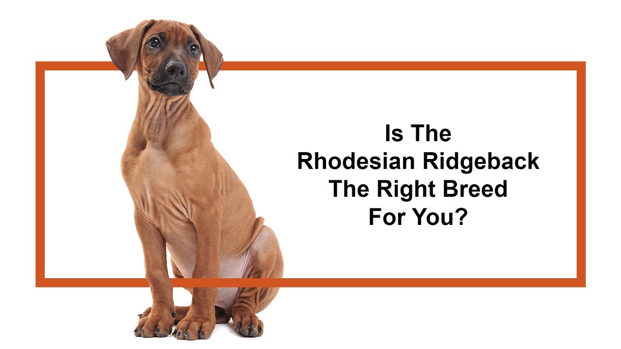 Everything you need to know about Rhodesian Ridgeback puppies! (2019 ...