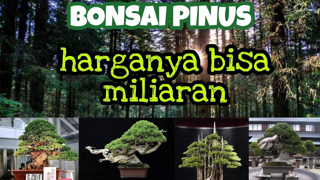 BONSAI PINUS , Bonsai termahal yang pernah ada di dunia - YouTube