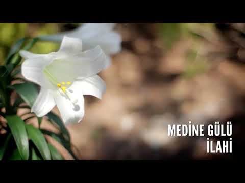 Medine Gülü İlahisi