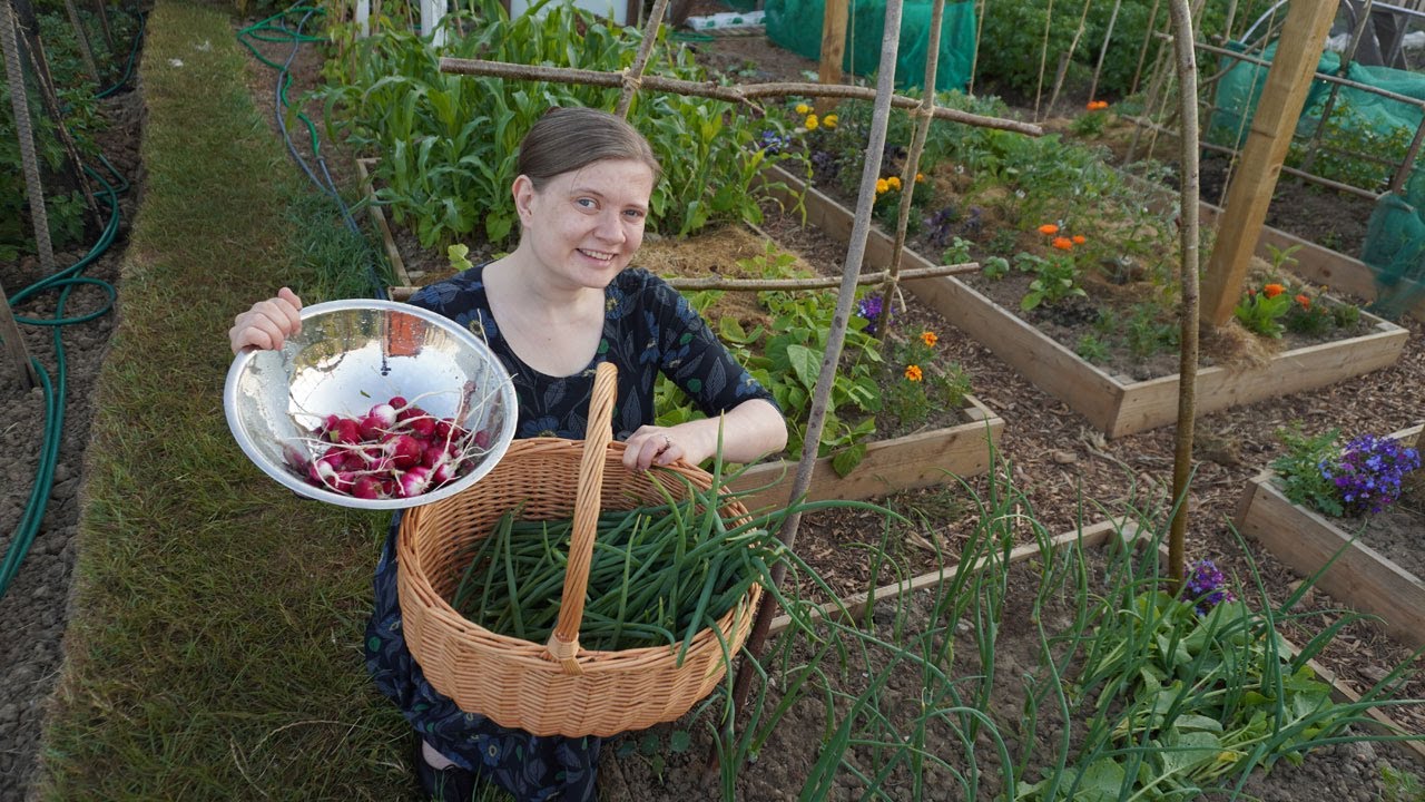 First Allotment Harvest and Food Preservation! - YouTube