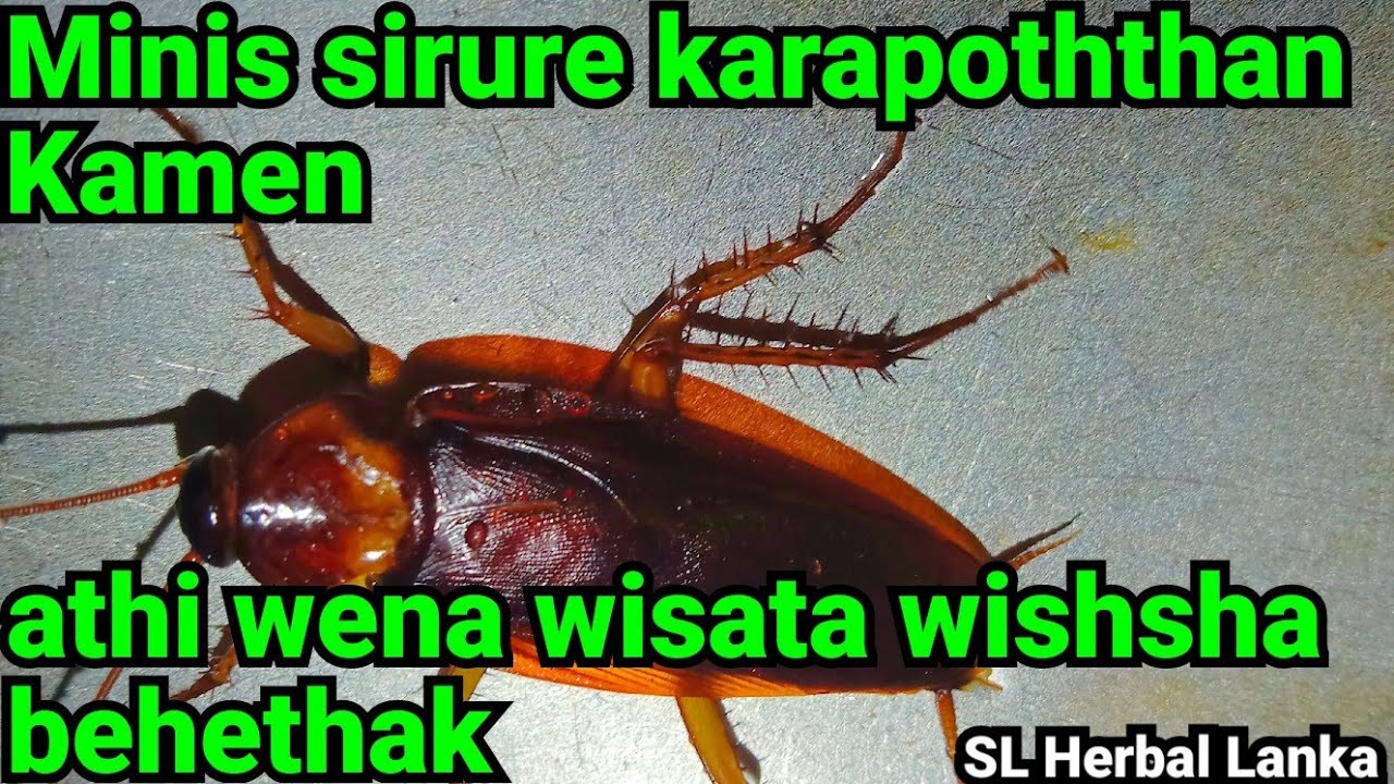 karapoththan Kamen athi wena wisata wishsha behethak #karapoththan # ...