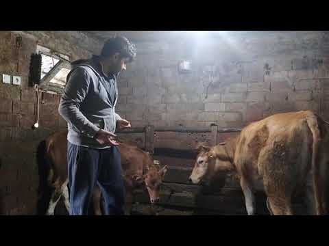Red Angus buzagim doğdu. Red Anguslar hakkında bilgi