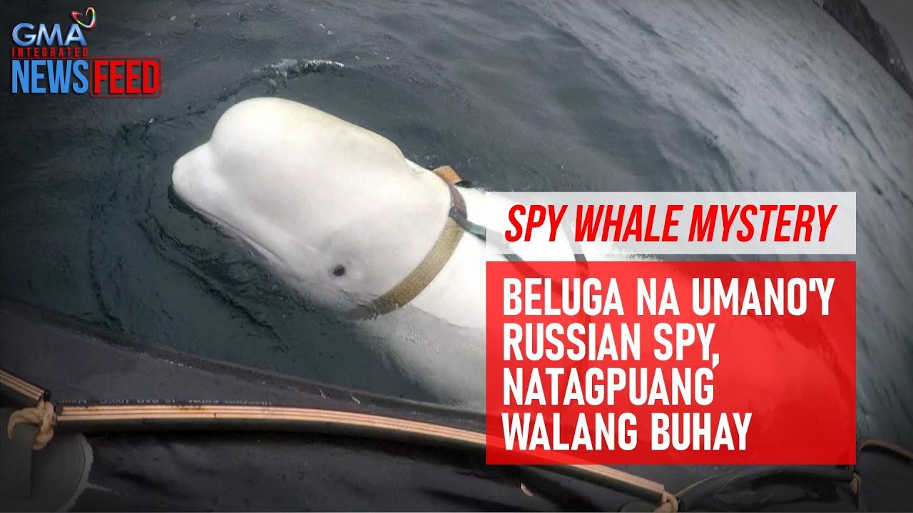 Spy whale mystery - Beluga na umano'y Russian spy, natagpuang walang ...