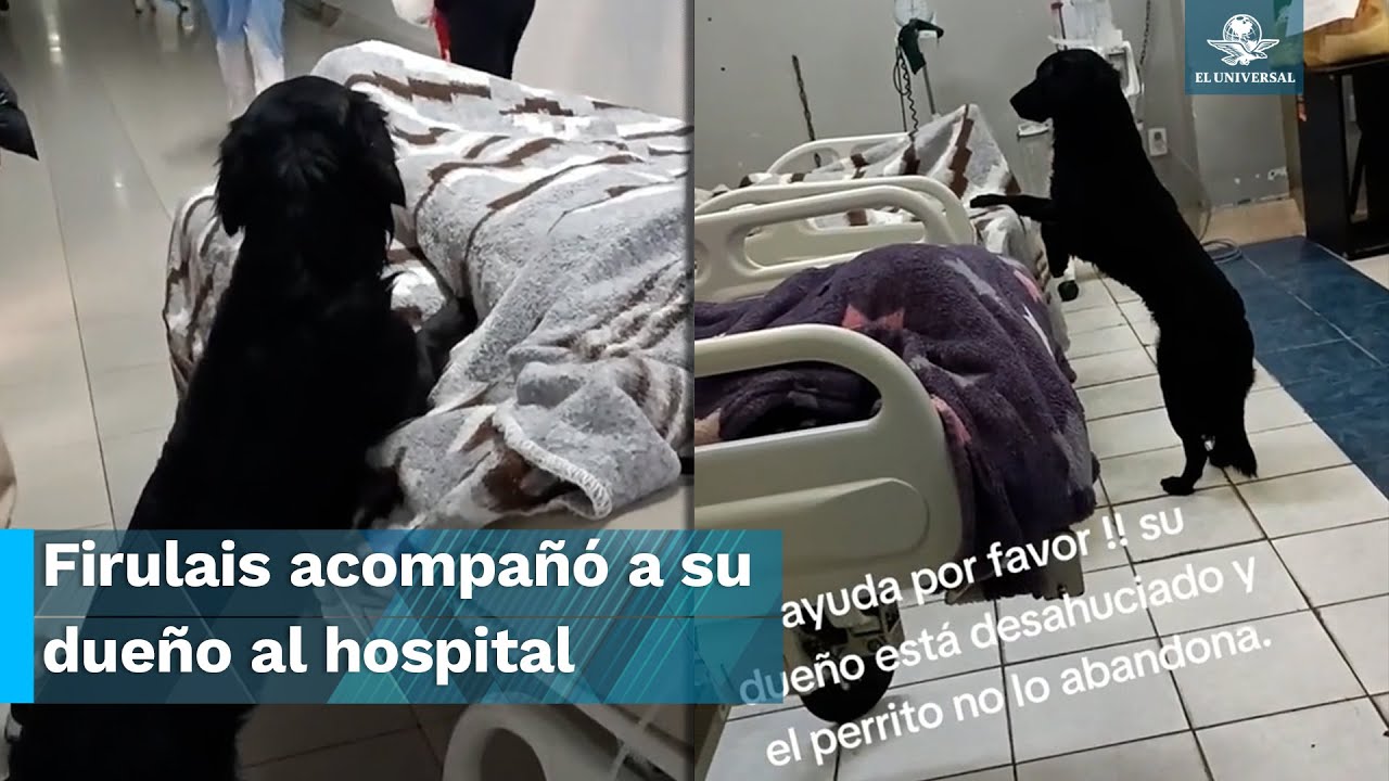 Antes de morir hombre pide que adopten a su perro “Firulais” - YouTube