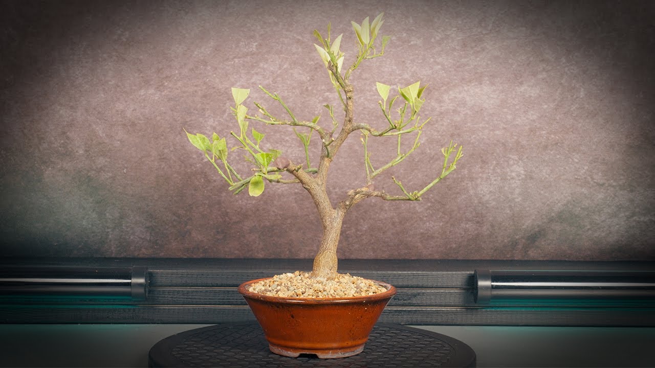 Mandarin orange bonsai pruning (tree 9 - part 2) - YouTube