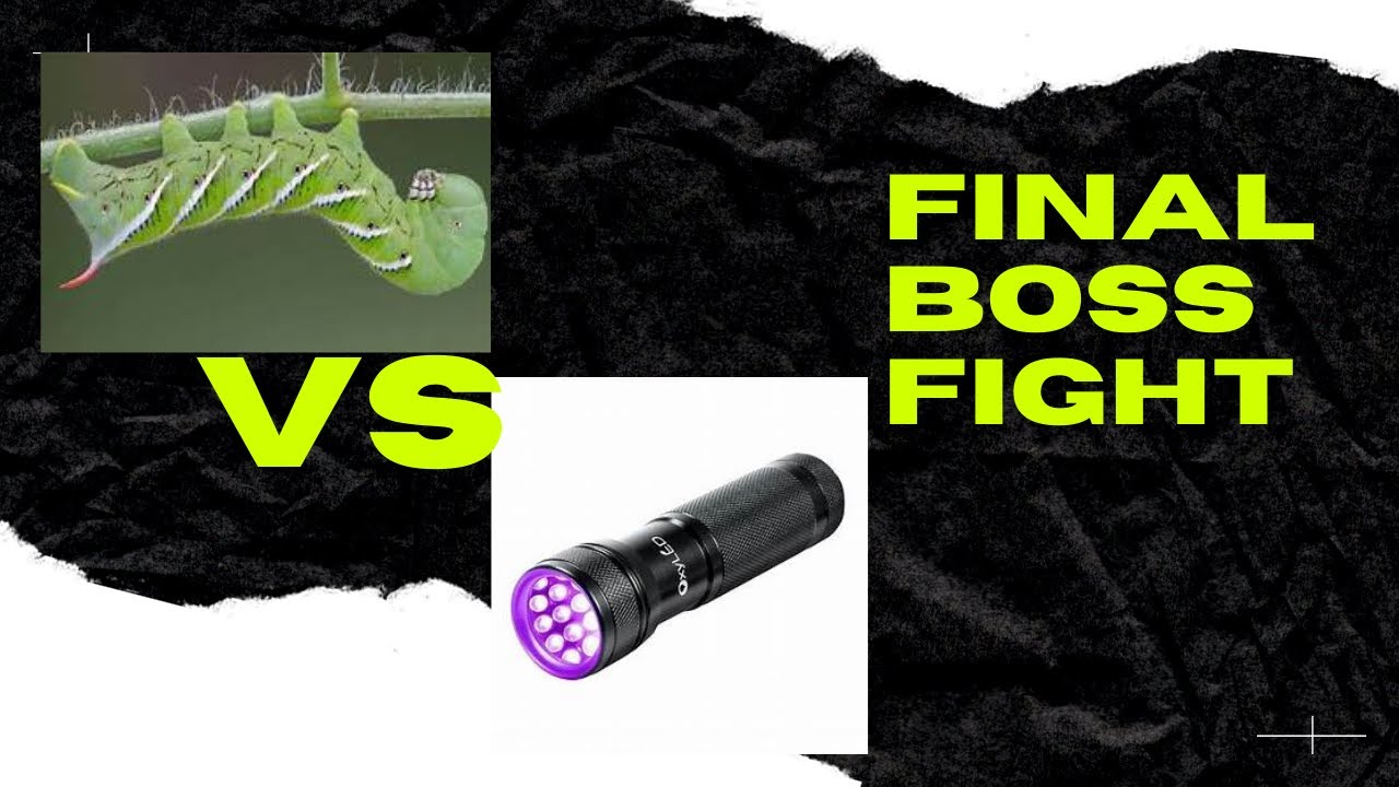 How to get rid of the Tomato Hornworm using a UV light | Gardening for ...