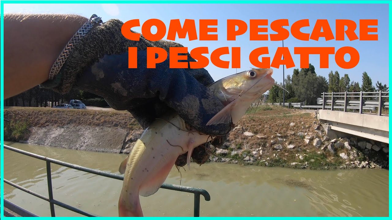 Come PESCARE il PESCE GATTO! Consigli e tecniche ! - YouTube