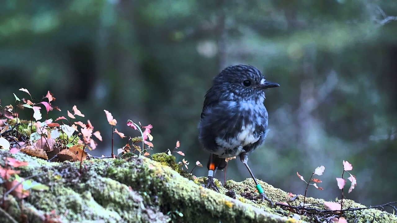 New Zealand North Island Robin - YouTube