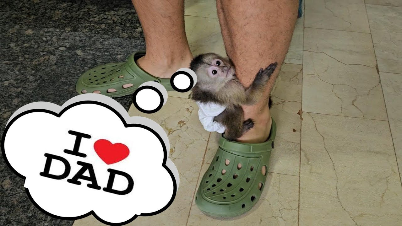 Kuky the monkey does not want to be separated from his father and helps ...