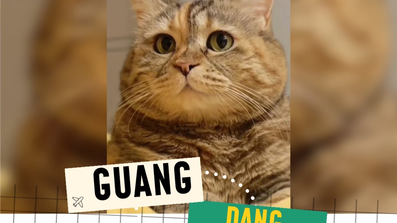 Lovely guangdang video 🥰🥰 love you so much 💓 #guangdang #cat #cute ...
