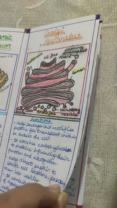 #foldable booklet on cell and cell organelles# by priyanka shekhawat ...