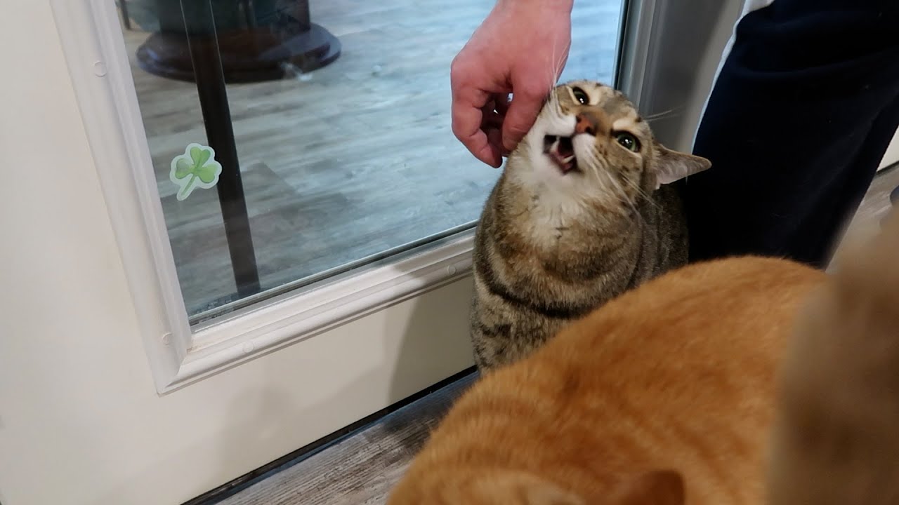 Moody boy shows his sweet side - YouTube
