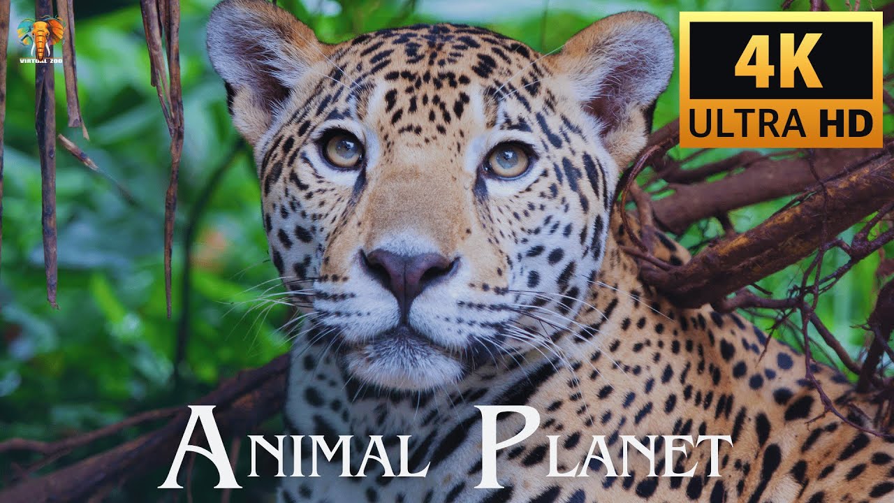 4K Animal Planet With Names & Sounds - YouTube