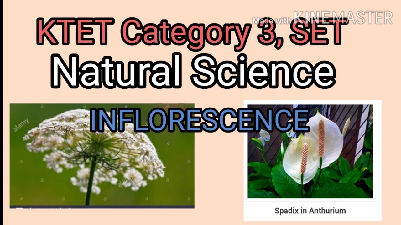 KTET, SET Natural Science - YouTube