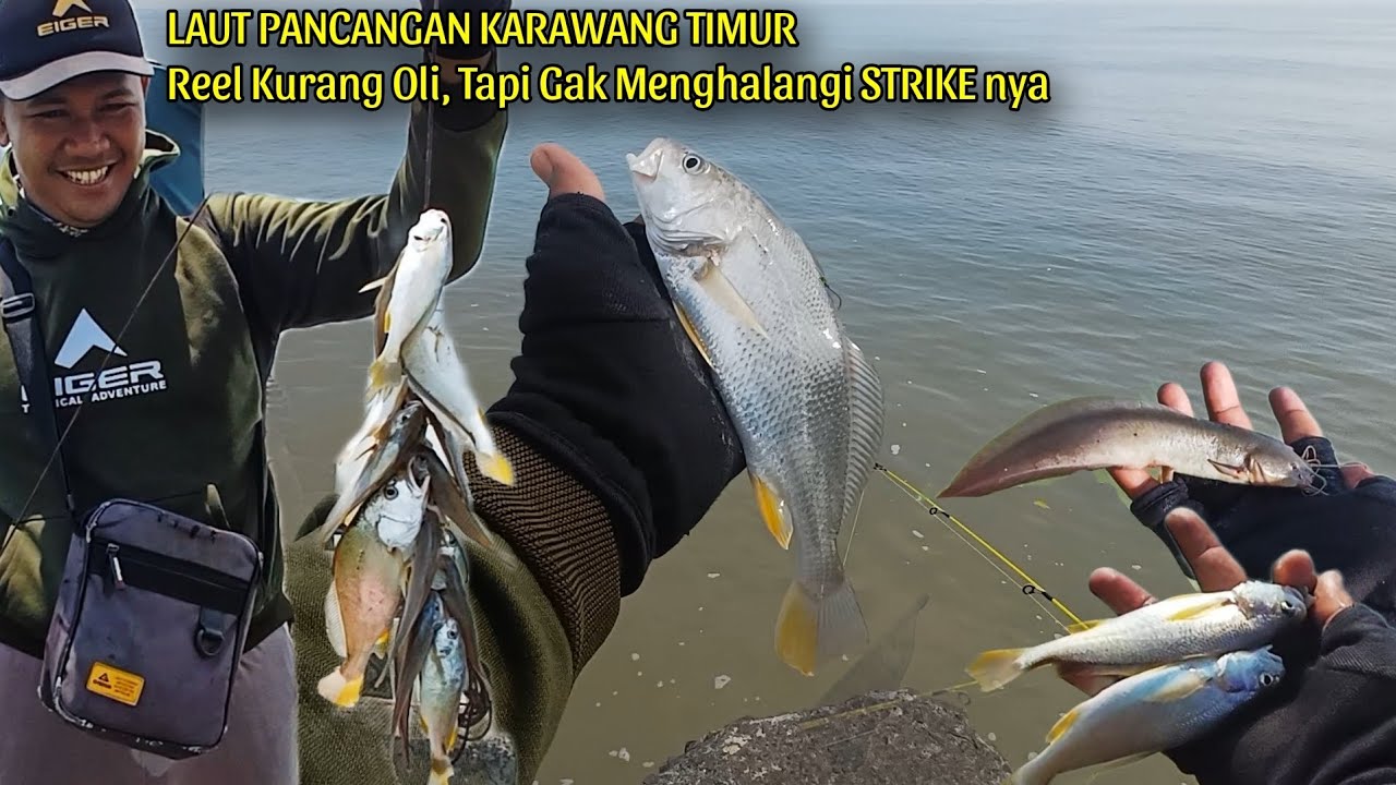 BERBURU IKAN GULAMA / SAMGE DI LAUT PANCANGAN, STRIKENYA RAME UMPAN ...