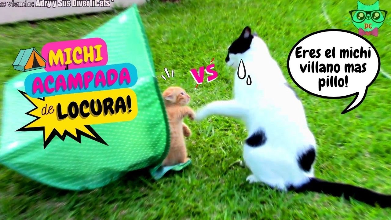 Una Loca Michi ACAMPADA + mis Gatos VS PAJARITOS!🏕️😹🐾 En un solo video ...