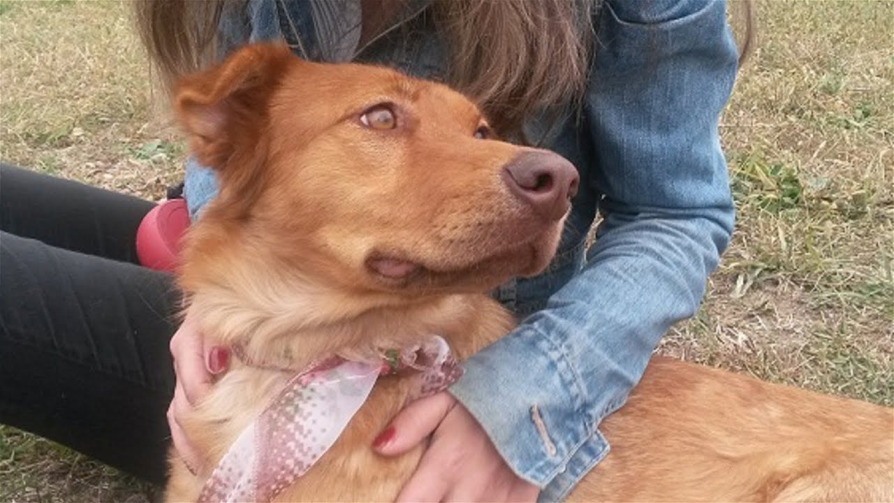 Saying goodbye to this beautiful dog | Happy ending - YouTube